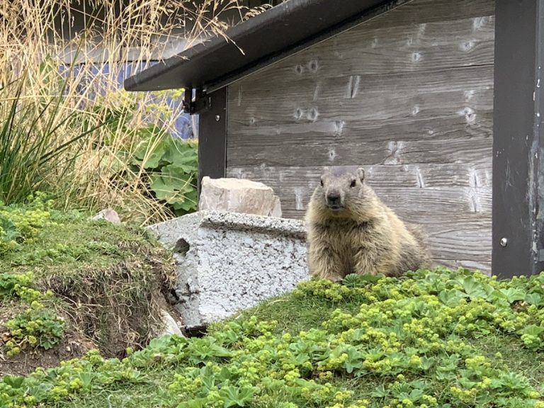 Wildlife In Switzerland: 9 Animals To See in the Swiss Alps ...