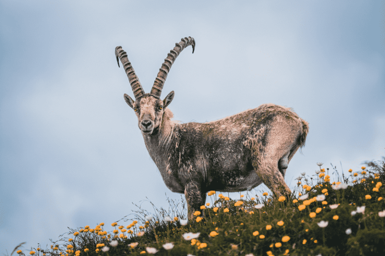 Wildlife In Switzerland: 9 Animals To See in the Swiss Alps ...