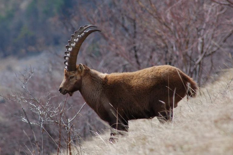 Wildlife In Switzerland: 9 Animals To See in the Swiss Alps ...