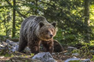 Wildlife In Switzerland: 9 Animals To See in the Swiss Alps ...