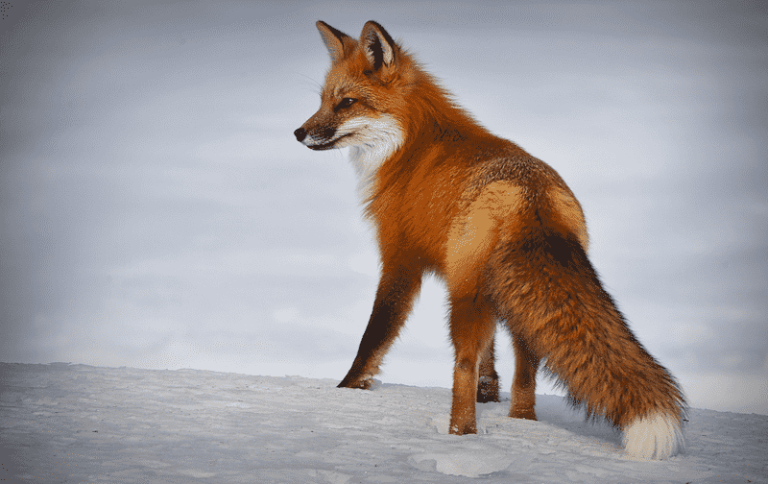 Wildlife In Switzerland: 9 Animals To See in the Swiss Alps ...