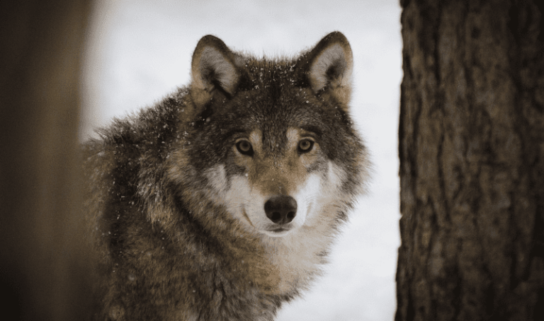 Wildlife In Switzerland: 9 Animals To See in the Swiss Alps ...