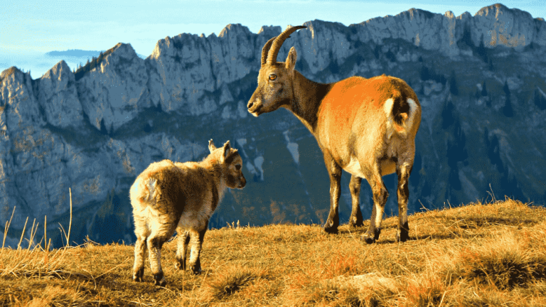 Wildlife In Switzerland: 9 Animals To See in the Swiss Alps ...