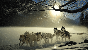 Dog Sledding In Switzerland (All The Options) - SwitzerLanding