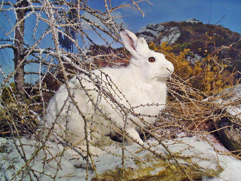 Wildlife In Switzerland: 9 Animals To See in the Swiss Alps ...