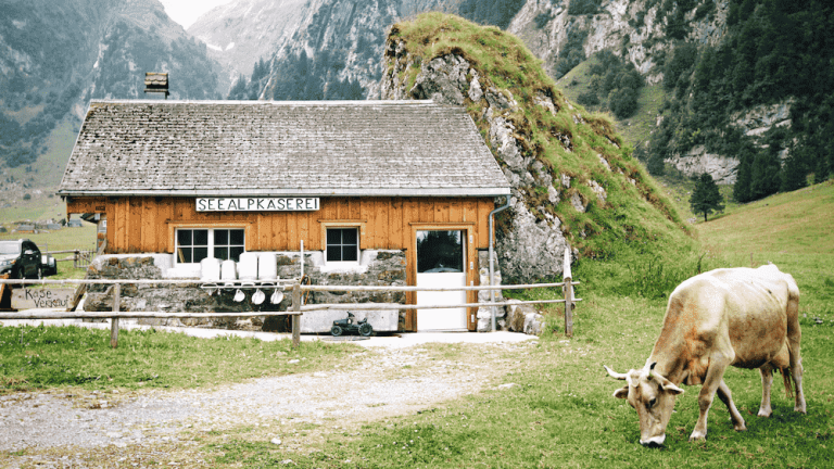 Best Cheese Factories In Switzerland (Visit & Be Amazed) - SwitzerLanding