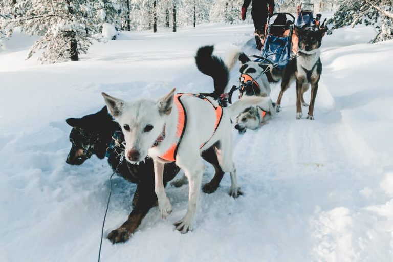 Dog Sledding In Switzerland (All The Options) - SwitzerLanding