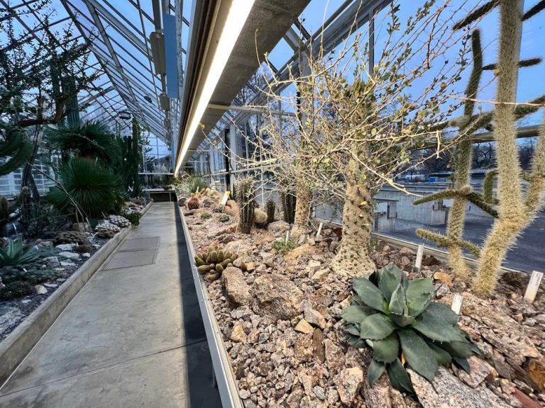 Zurich Succulent Plant Collection (Worth A Visit) - SwitzerLanding