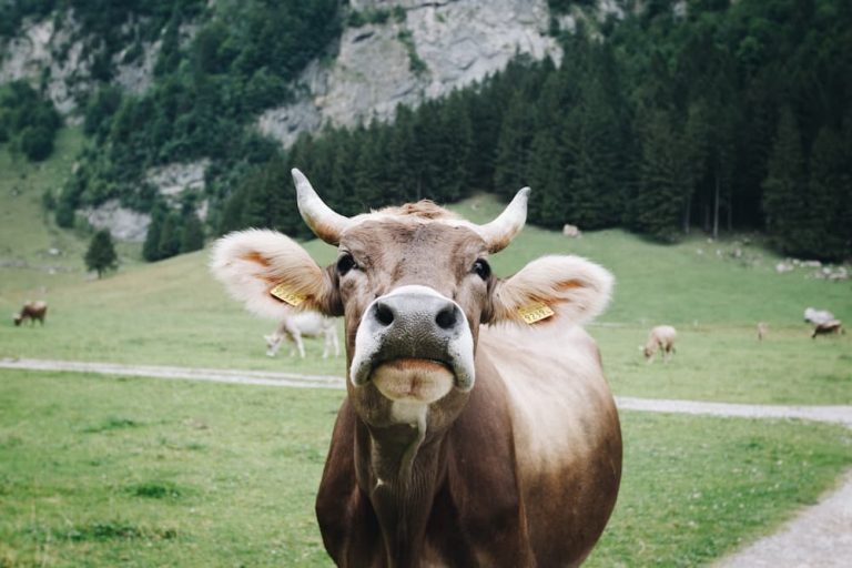 Cows in Switzerland: Discover the Icons of Pastoral Beauty - SwitzerLanding