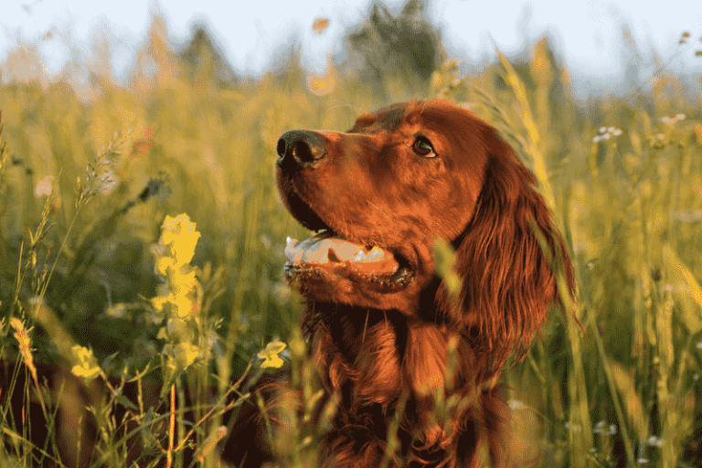 Owning A Dog In Switzerland (Rules, Cost, Tips & More) - SwitzerLanding