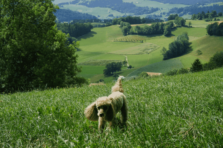 Owning A Dog In Switzerland (Rules, Cost, Tips & More) - SwitzerLanding