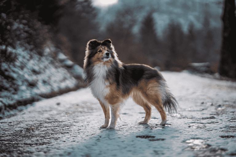 Owning A Dog In Switzerland (Rules, Cost, Tips & More) - SwitzerLanding