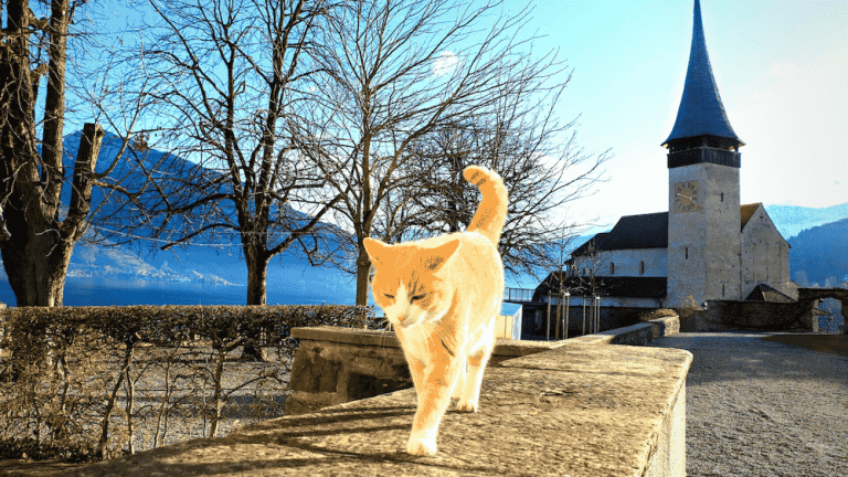 Owning A Cat In Switzerland: What You Need To Know - SwitzerLanding