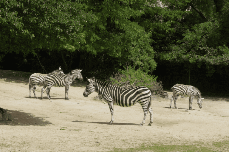 Best Zoos & Aquariums In Switzerland (Fun Animal Adventure ...