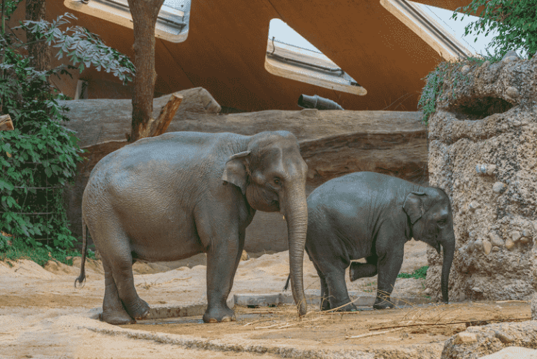 Les meilleurs zoos et aquariums de Suisse (Fun Animal Adventure ...