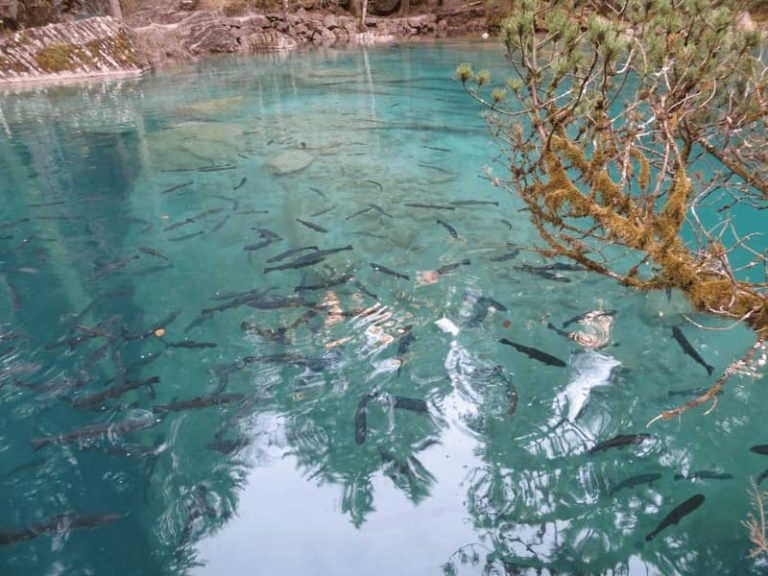 Visiting Lake Blausee: Nature's Hidden Wonderland - SwitzerLanding