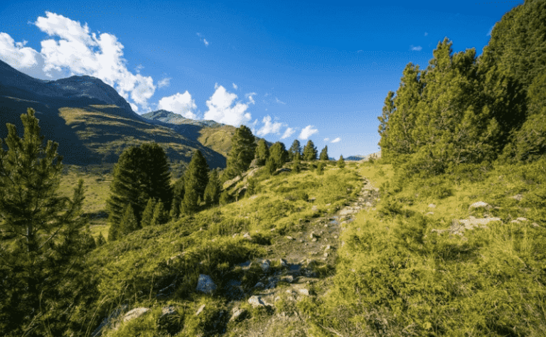10 Stunning Forests In Switzerland You Should Explore - SwitzerLanding