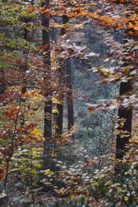 10 Stunning Forests In Switzerland You Should Explore - SwitzerLanding