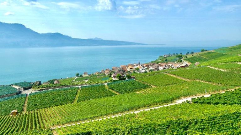 Farming In Switzerland: A Detailed Guide - SwitzerLanding