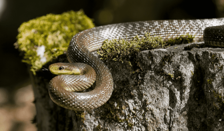 Snakes In Switzerland: Should You Worry About Them? - SwitzerLanding