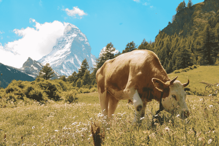Cows in Switzerland: Discover the Icons of Pastoral Beauty - SwitzerLanding