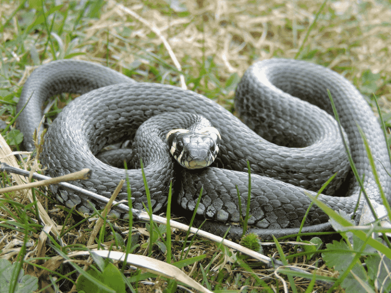 Snakes In Switzerland: Should You Worry About Them? - SwitzerLanding