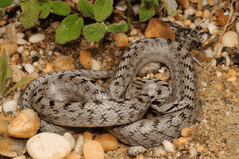 Snakes In Switzerland: Should You Worry About Them? - SwitzerLanding