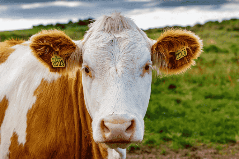 Cows in Switzerland: Discover the Icons of Pastoral Beauty - SwitzerLanding