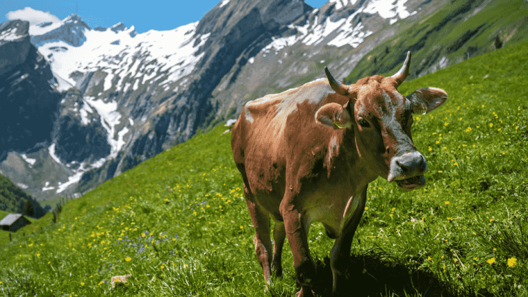 Cows in Switzerland: Discover the Icons of Pastoral Beauty - SwitzerLanding