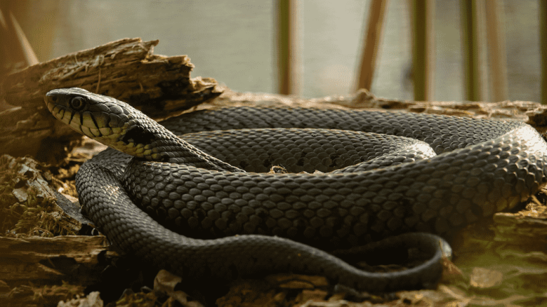 Snakes In Switzerland: Should You Worry About Them? - SwitzerLanding
