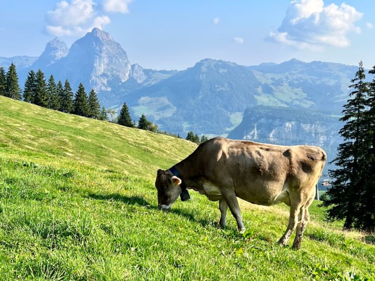 Cows in Switzerland: Discover the Icons of Pastoral Beauty - SwitzerLanding