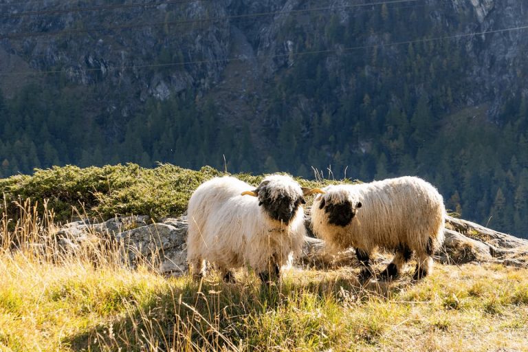 Valais Blacknose Sheep in Switzerland: The 'World's Cutest Sheep ...