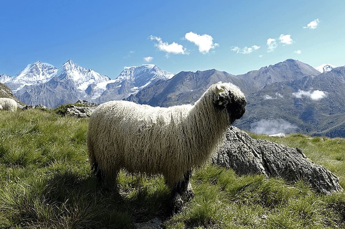 Valais Blacknose Sheep in Switzerland: The 'World's Cutest Sheep ...