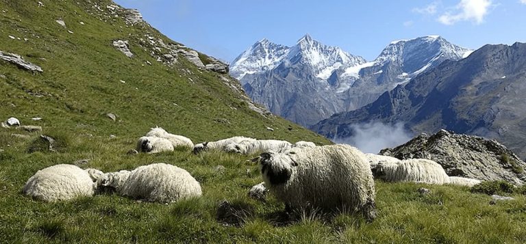 Valais Blacknose Sheep in Switzerland: The 'World's Cutest Sheep ...