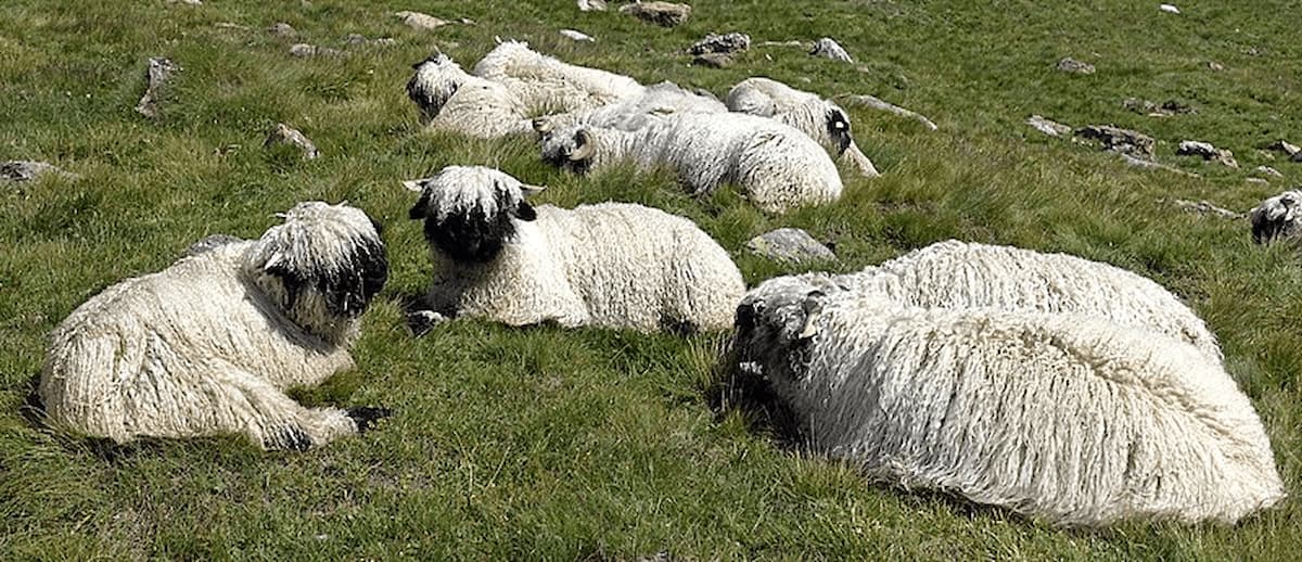 Valais Blacknose Sheep in Switzerland: The 'World's Cutest Sheep ...