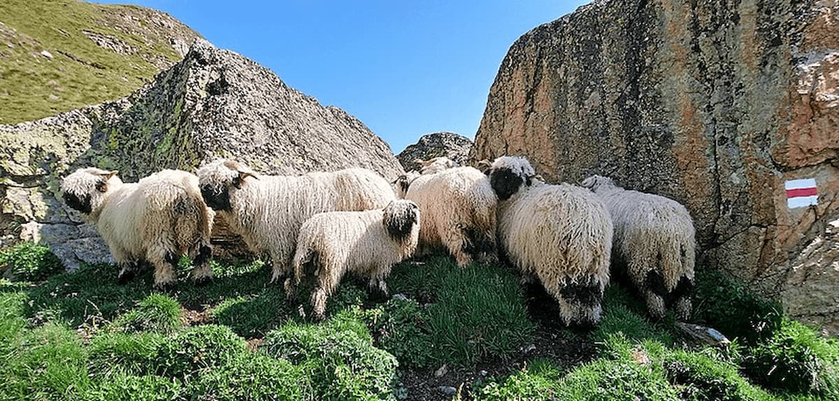 Valais Blacknose Sheep in Switzerland: The 'World's Cutest Sheep ...