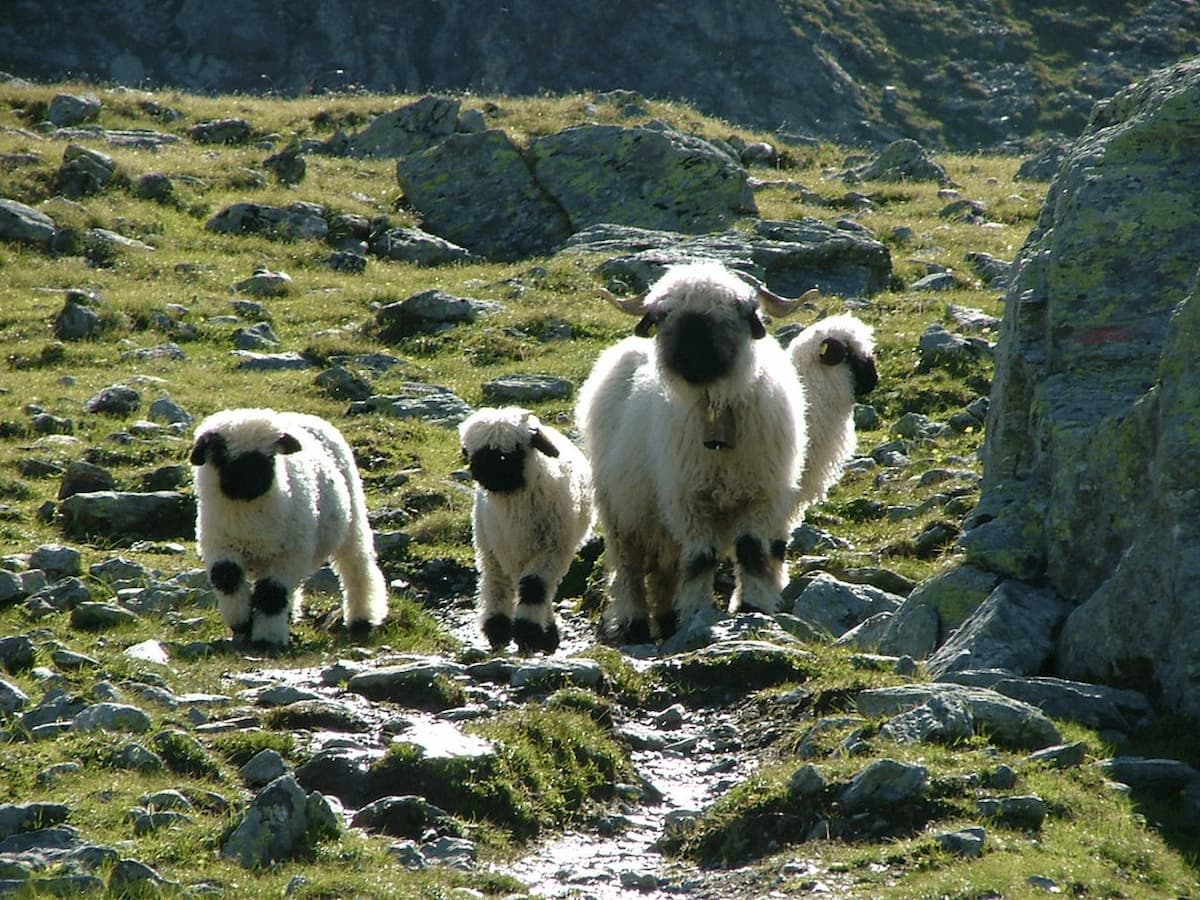 Valais Blacknose Sheep in Switzerland: The 'World's Cutest Sheep ...
