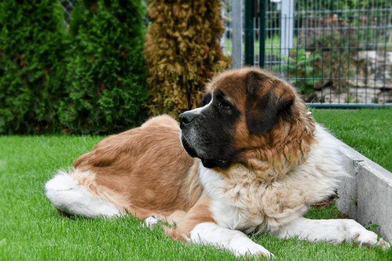 Discovering The Great St. Bernard Pass In Switzerland (And Its ...