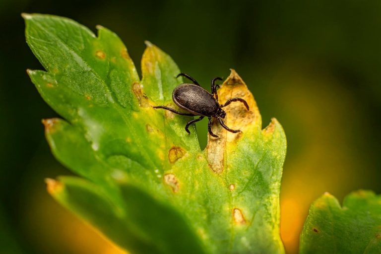 Ticks in Switzerland: What You Need to Know - SwitzerLanding