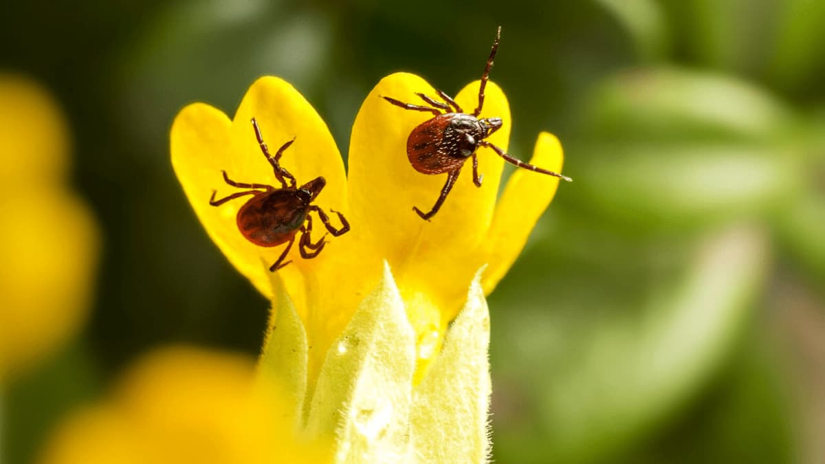 Ticks in Switzerland: What You Need to Know - SwitzerLanding