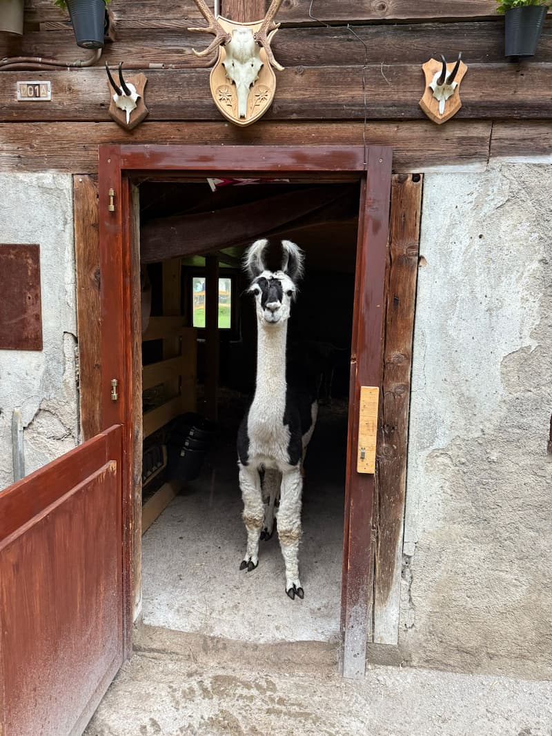 Lampaca Farm - Lauterbrunnen: A Farm Experience with Llamas & Alpacas ...