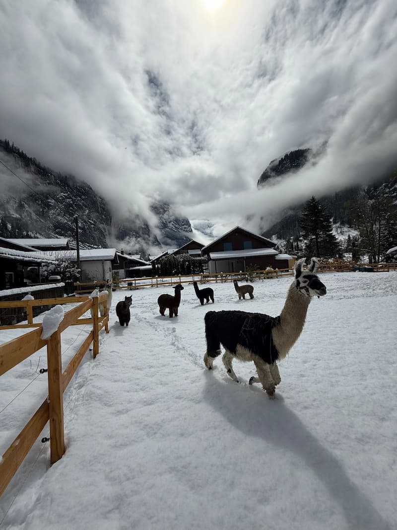 Lampaca Farm - Lauterbrunnen: A Farm Experience with Llamas & Alpacas ...